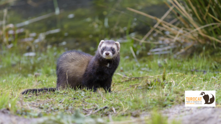 Recuperación del turón europeo (TUROCAT) | Zoo Barcelona